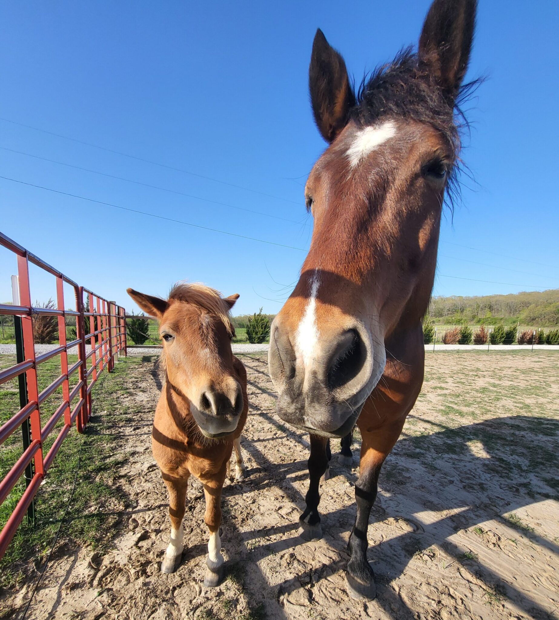 Equine Therapy - CREOKS